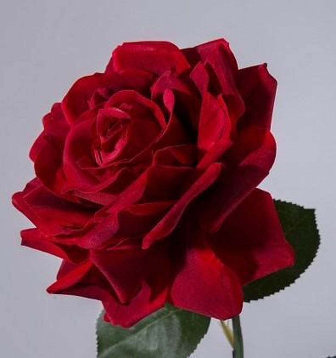 Roos - extra groot - zijden bloem - rood - topkwaliteit - 70cm | bol.com