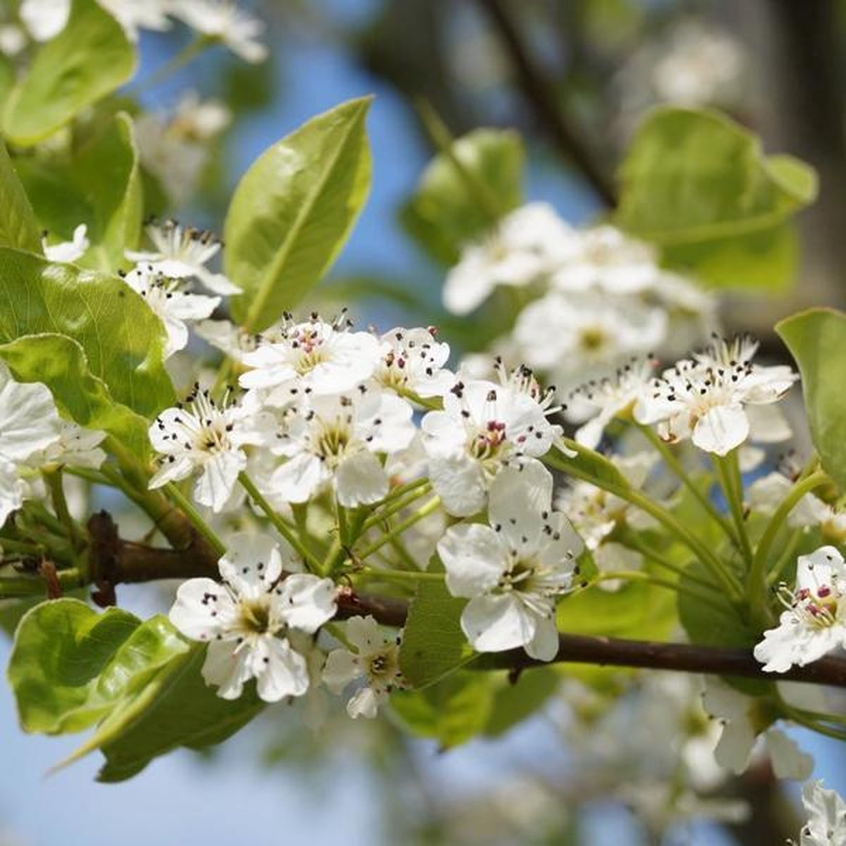 Pyrus Calleryana 'Chanticleer' - Poirier décoratif - Arbre Hauteur 350 ...