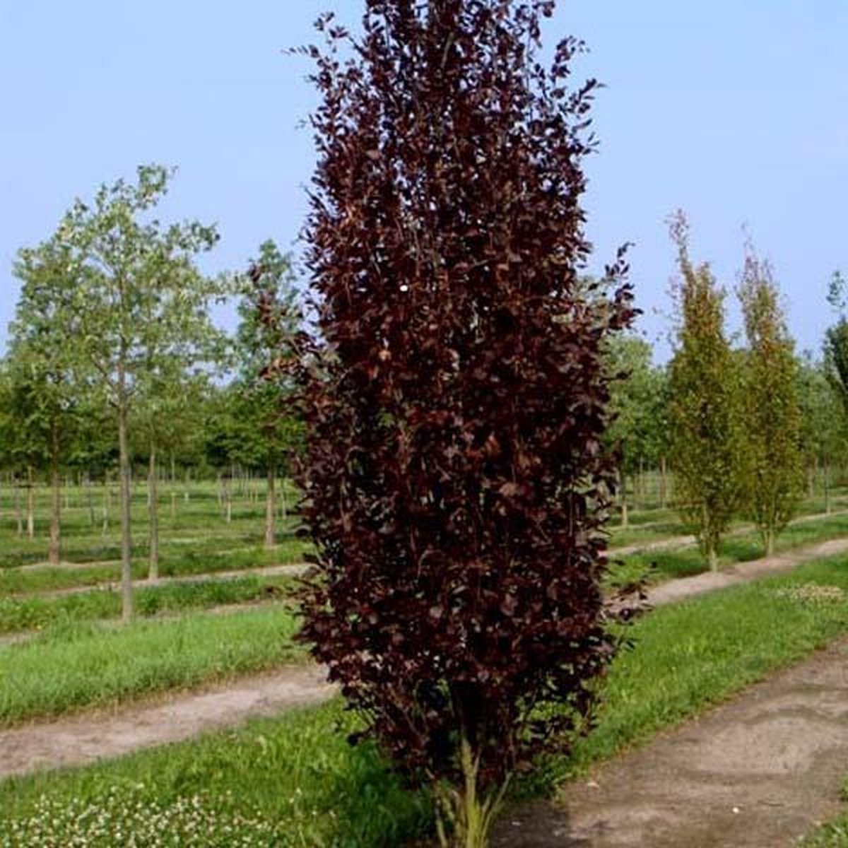 Fagus Sylvatica Dawyck Purple Rotlaubige S 228 Ulenbuche H 228 U 223 Ermann