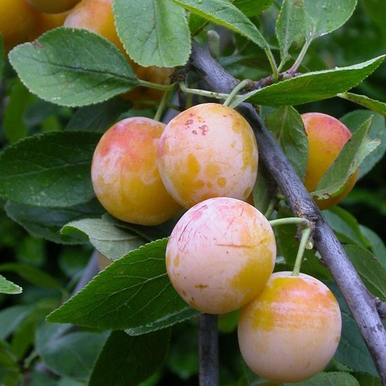 Prunus Domestica 'Mirabelle De Nancy' - Mirabellier 'Mirabelle De Nancy ...