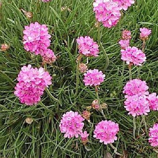 6 x Armeria Maritima 'Rosea' - Engels Gras pot 9x9cm, roze bloemen en ...
