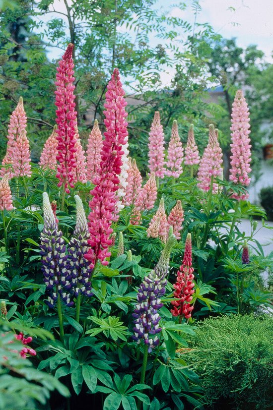 Bulbs by Brenda - Lupinus Russel Hybrids Mix - 3 stuks | bol