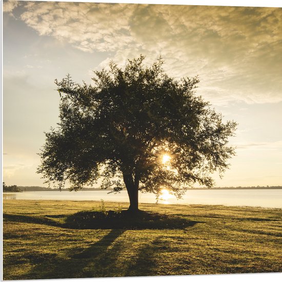 PVC Schuimplaat - Boom - Landschap - Meer - Zon - Water - 80x80 cm Foto ...