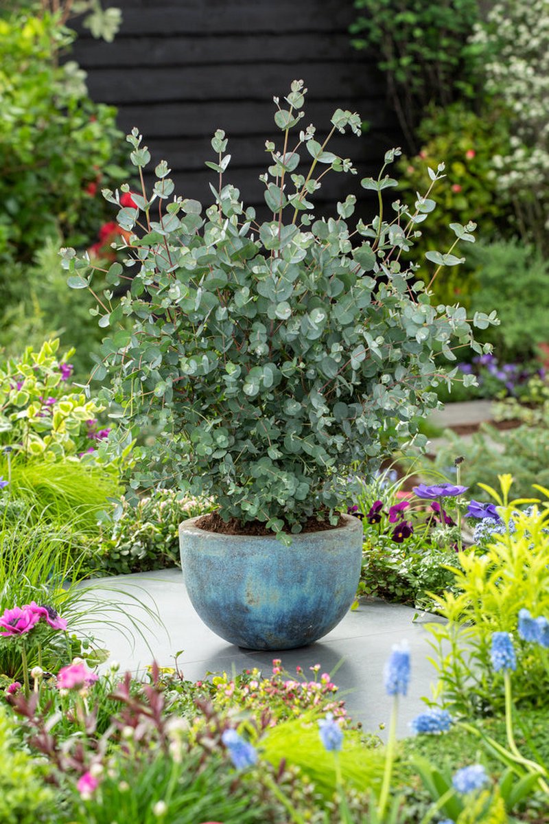 Stilvolle Winterharter Eukalyptus Azura Bild