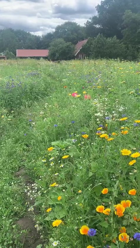 Veldbloemen zaad - Gele tinten 50 gram - 25 m2 - Goudsbloem - bijen ...