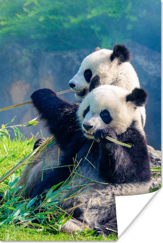 Poster Panda - Bamboe - Gras - Dieren - 20x30 cm | bol