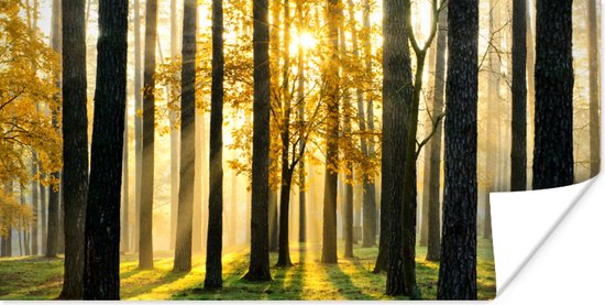 Poster Bos - Zon - Bomen - Gras - Landschap - Natuur - 160x80 cm | bol