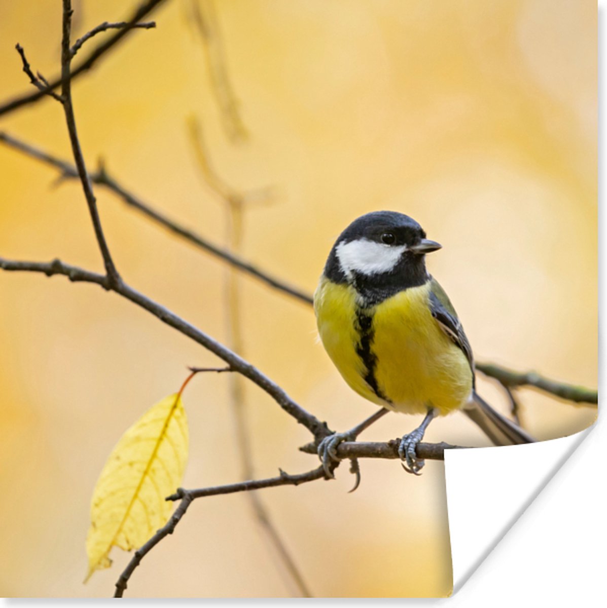 Poster Koolmees - Tak - Vogel - Dieren - 50x50 cm | bol