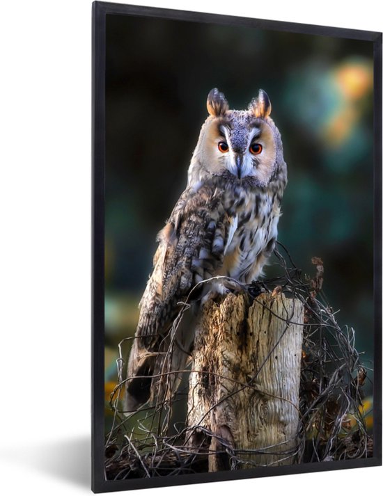 Poster - Fotolijst - Uil - Herfst - Vogel - Takken - Bladeren - 40x60 ...