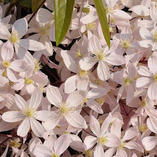 4 x Wintergroene Clematis Apple Blossom Roze|Wit - Groenblijvende ...