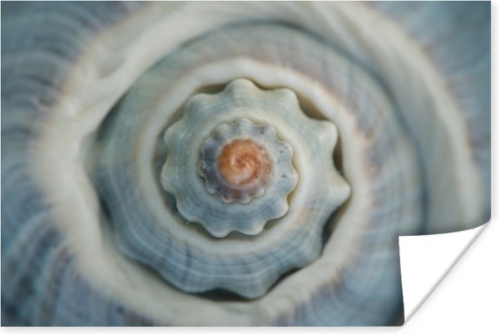 Close-up en bovenaanzicht van een schelp poster 90x60 cm - Foto print ...
