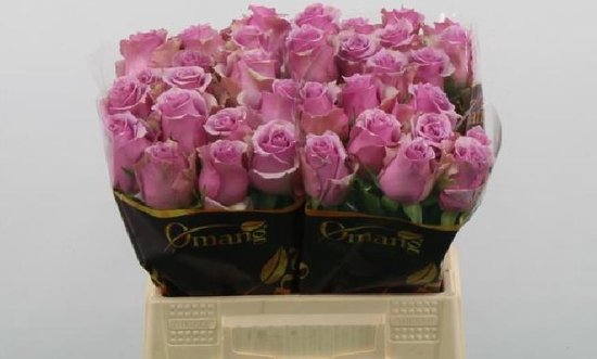 DutchFlowers - Boeket - 10x Rosa paranita 40cm | bol