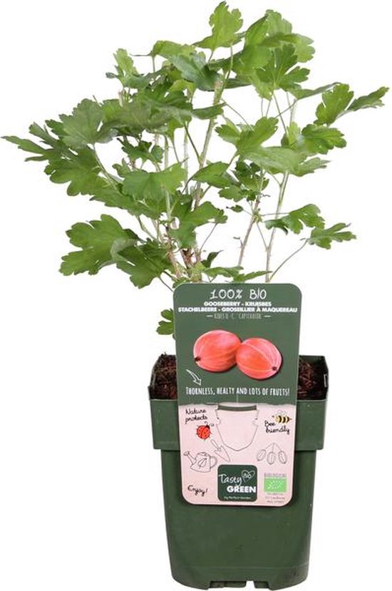 Hello Plants Ribes Uva-Crispa Captivator Rode Kruisbes - Bessenstruik ...
