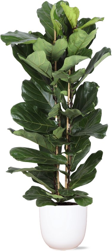 Ficus Lyrata Ø27cm 140cm in Boule WIT pot | bol
