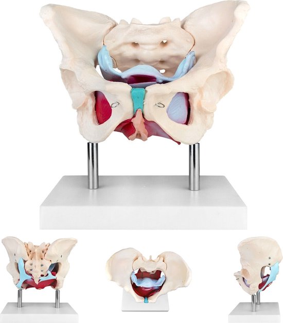 Anatomie model bekken en bekkenbodemspieren, vrouw | bol