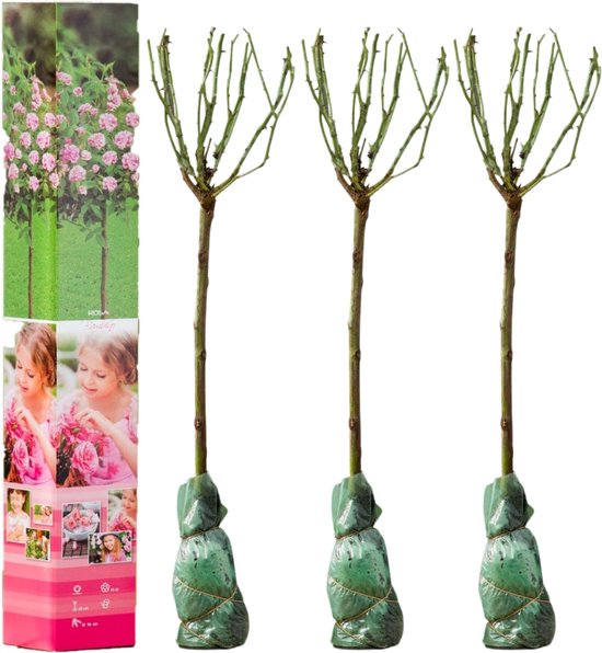 NatureNest - Mini stamroos - Meillandina Mini - Roze - 3 stuks - 55-70 ...