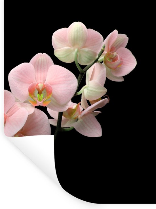 Muurstickers - Sticker Folie - Orchidee - Bloemen - Roze - Stilleven - Flora - 30x40... | bol