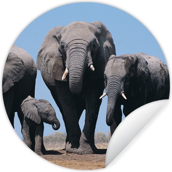 WallCircle - Muurstickers - Behangcirkel - Olifant - Vlakte - Dieren - Natuur - ⌀ 120... | bol