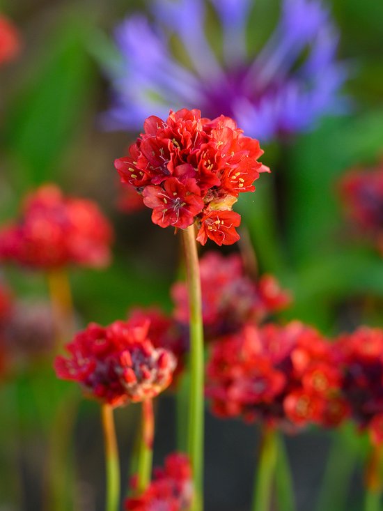 Engels Gras (Armeria) 'Ballerina Red' | 1 stuk | Rotsplant | plant voor ...