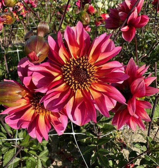 Dahlia Princess Nadine - 1 stuk - dahlia knollen | bol
