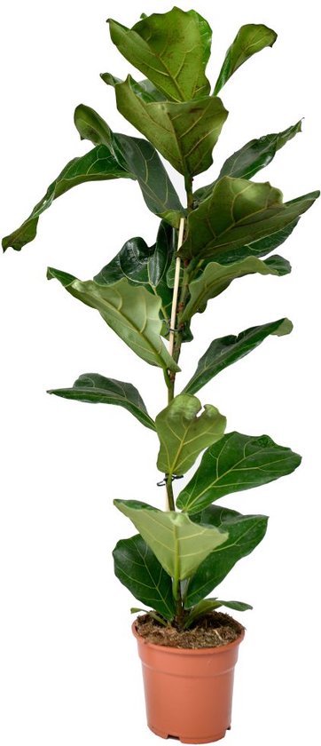 NatureNest - Tabaksplant - Ficus Lyrata - 60-80cm | bol