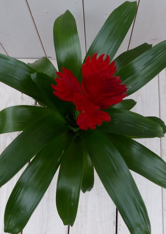 Bromelia witte pot 30 cm | bol