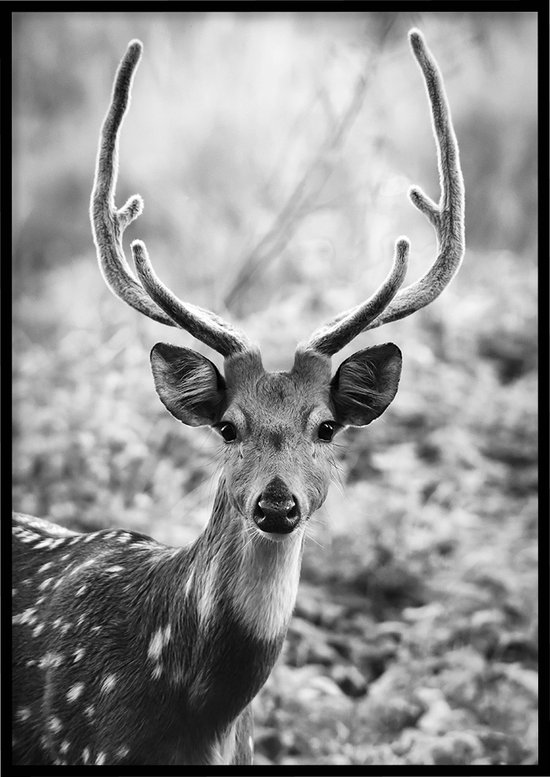 Poster Hert zwart-wit - Natuur poster - 30x40 cm - Exclusief lijst ...