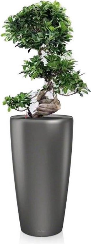 Bonsai in zelfwatergevende Rondo pot | bol.com