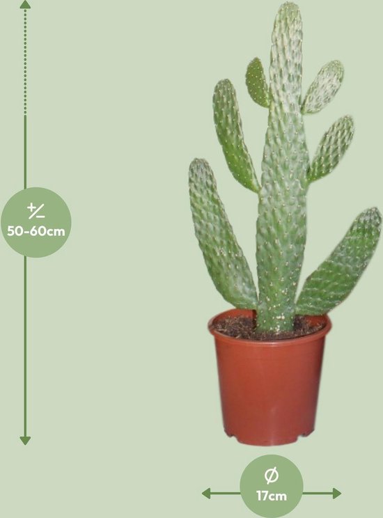 Opuntia consolea - ø17cm - 55cm | bol