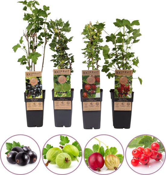 Aalbes/kruisbes fruitplanten mix - zwarte/rode/groene/rode bes - set ...
