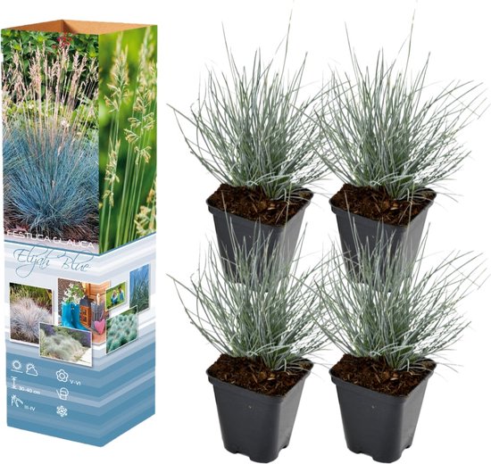 NatureNest - Blauw Schapengras - Festuca glauca 'Elija Blue' - 4 stuks ...