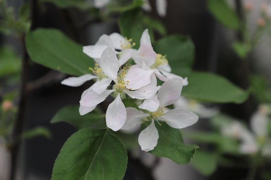 Fruitboom – Appel plant (Malus Domestica) – Hoogte: 180 cm – van ...