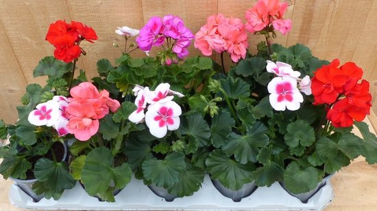 Geranium Staand 10 potjes in tray kleur mix | bol