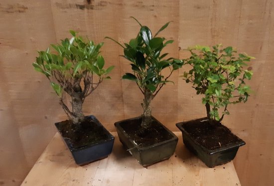 Bonsai boompje Assortiment 1 stuk kamerplant | bol