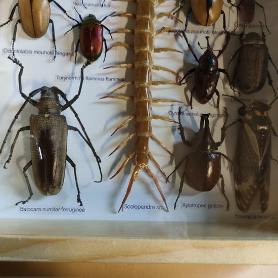 insecten in lijst kevers in lijst kevers beetle duizendpoot insect ...