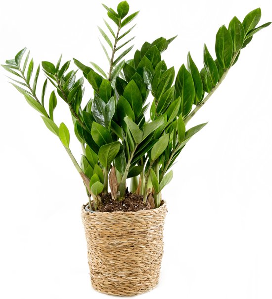 Plantes WL - Zamioculcas Zamiifolia - Palmier d'intérieur - Plante ZZ ...