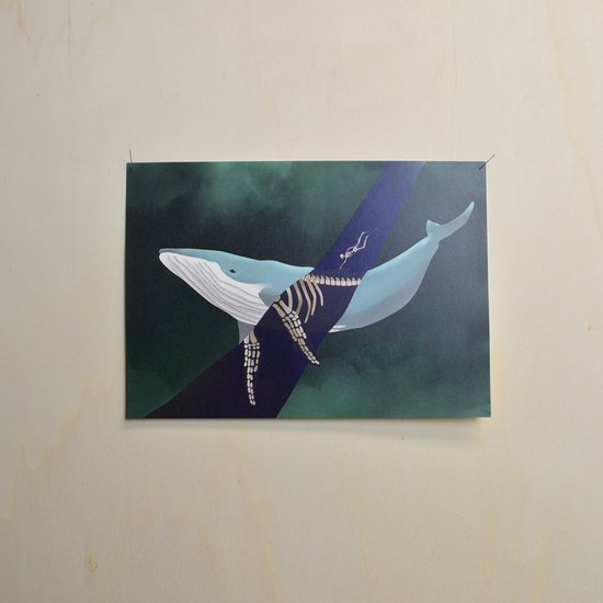 X-Ray Walvis - A6 poster | bol
