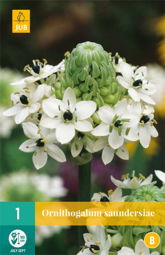 Ornithogalum Saundersiae 18/+ - 1st - Bloembollen - JUB Holland | bol