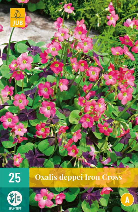 Oxalis Deppei Iron Cross 4/5 - 25st - Bloembollen - JUB Holland | bol