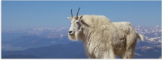 Poster (Mat) - Witte Berggeit in de Bergen - 60x20 cm Foto op ...