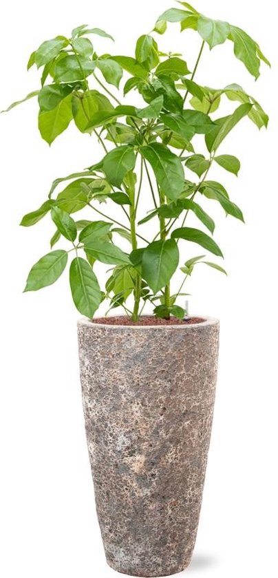 Plant in Pot Schefflera Actinophylla Amate A 140 cm kamerplant in Baq ...