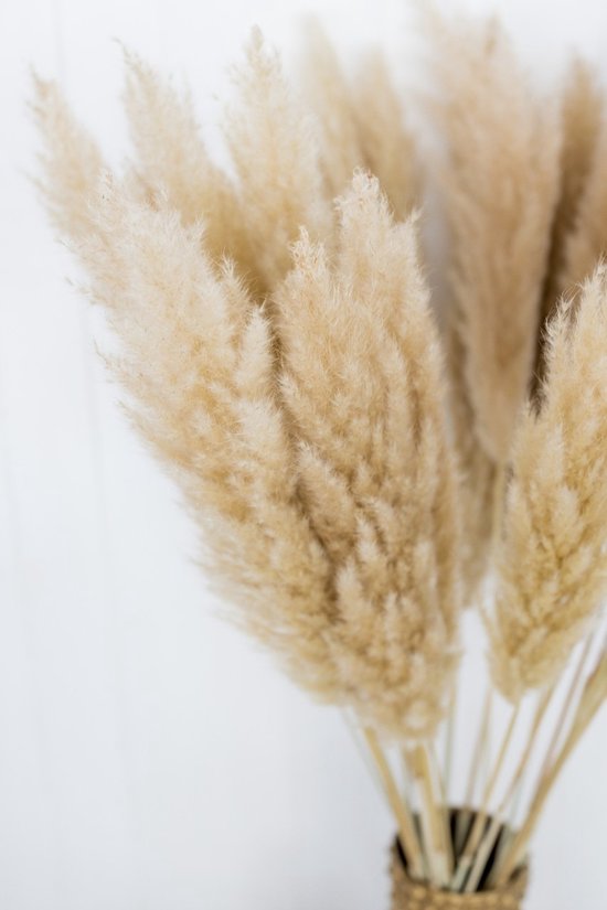 Vijf XL Pampas pluimen | 115 centimeter hoog | Pampasgras | Fluffy ...