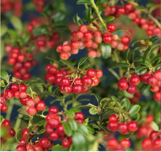 Rode Bosbes Vaccinium Vitis Idaea 75 cm klimplant | bol.com