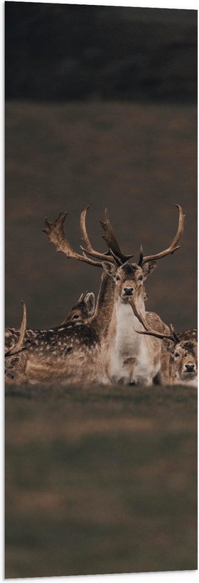 WallClassics - Drapeau - Cerf avec de grands bois - Photo 40x120 cm sur ...