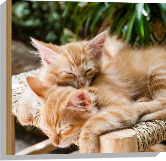 WallClassics - Hout - Slapende Rode kittens - 50x50 cm - 9 mm dik ...