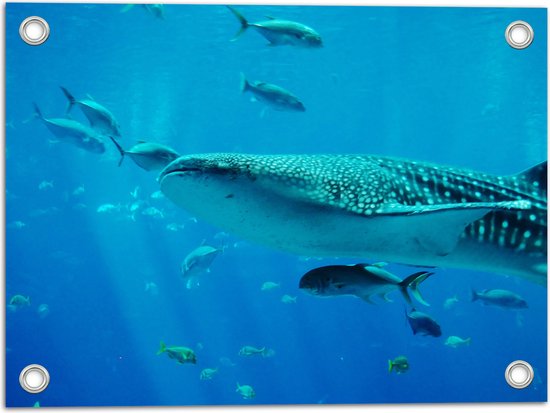 Tuinposter – Walvis Zwemmend met Kleine Vissen in de Zee - 40x30 cm ...