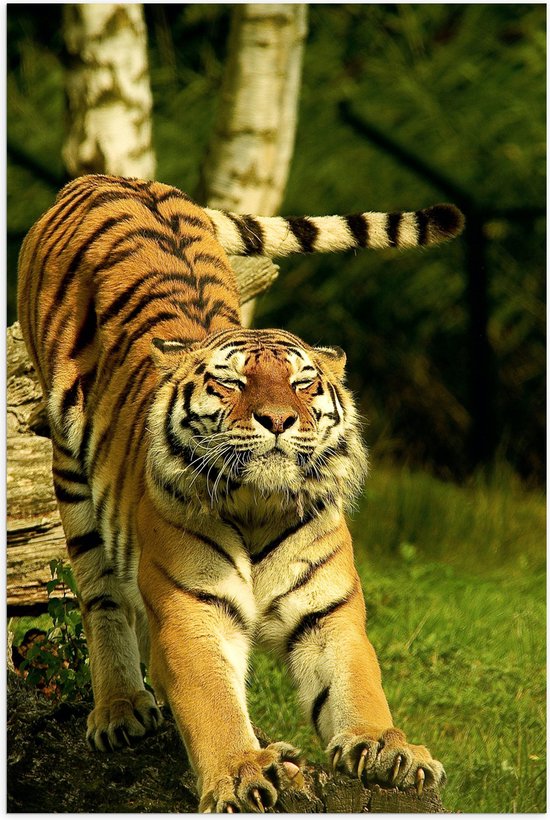 WallClassics - Poster (Mat) - Strekkende Bengaalse Tijger in Groene Omgeving - 40x60... | bol