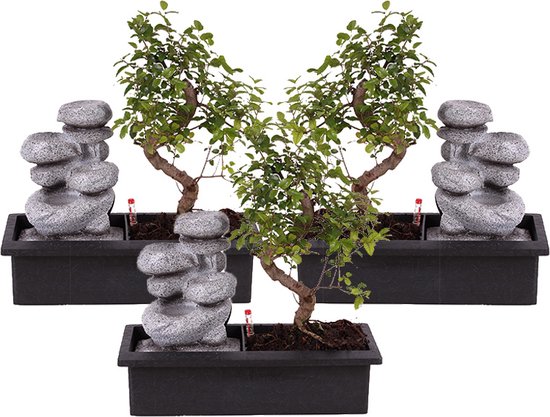 Bonsai van Botanicly – 3 × Bonsai – Hoogte: 30 cm – Bonsai | bol.com