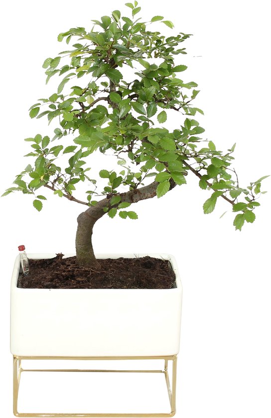 Bonsai van Botanicly – Bonsai Mix – Hoogte: 45 cm – Bonsai Mix | bol.com