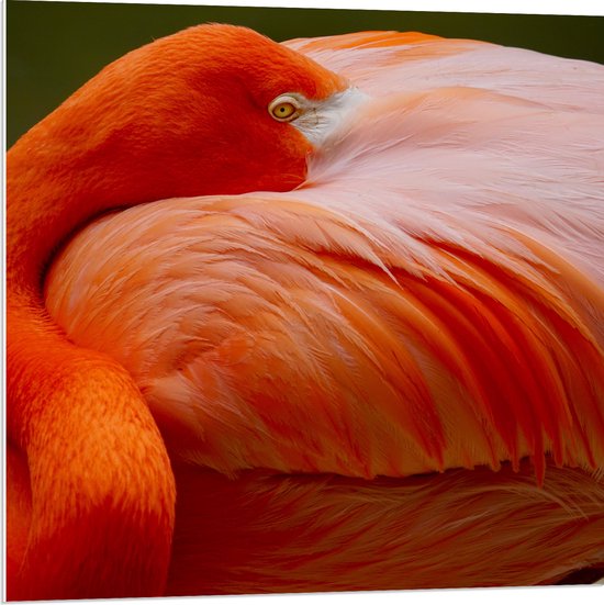 PVC Schuimplaat- Flamingo met Kop tussen Roze Verven - 80x80 cm Foto op ...